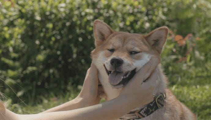 Doge meme NFT nu wellicht $500 miljoen waard na veiling op SushiSwap ...